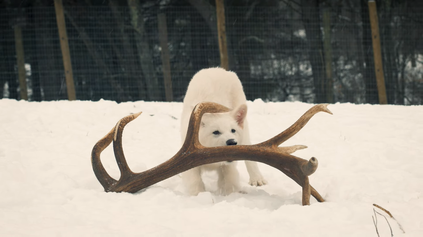 Scientists Revive Species EXTINCT For 10,000 Years - Patriot United News